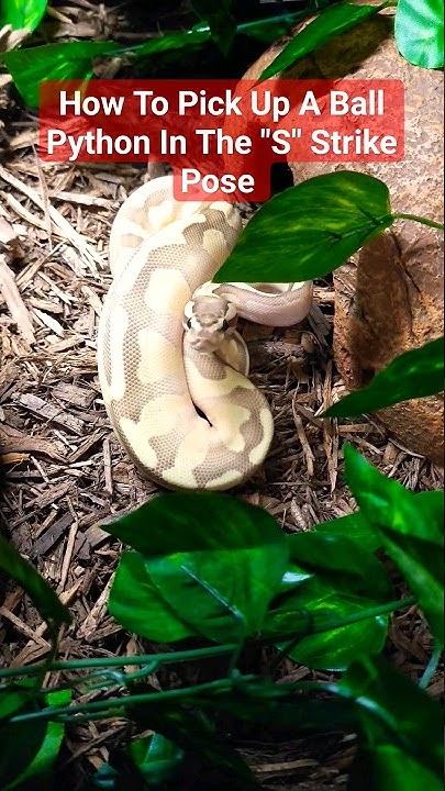 "Mastering Ball Python Handling: Stealthily Approaching the 'S ...