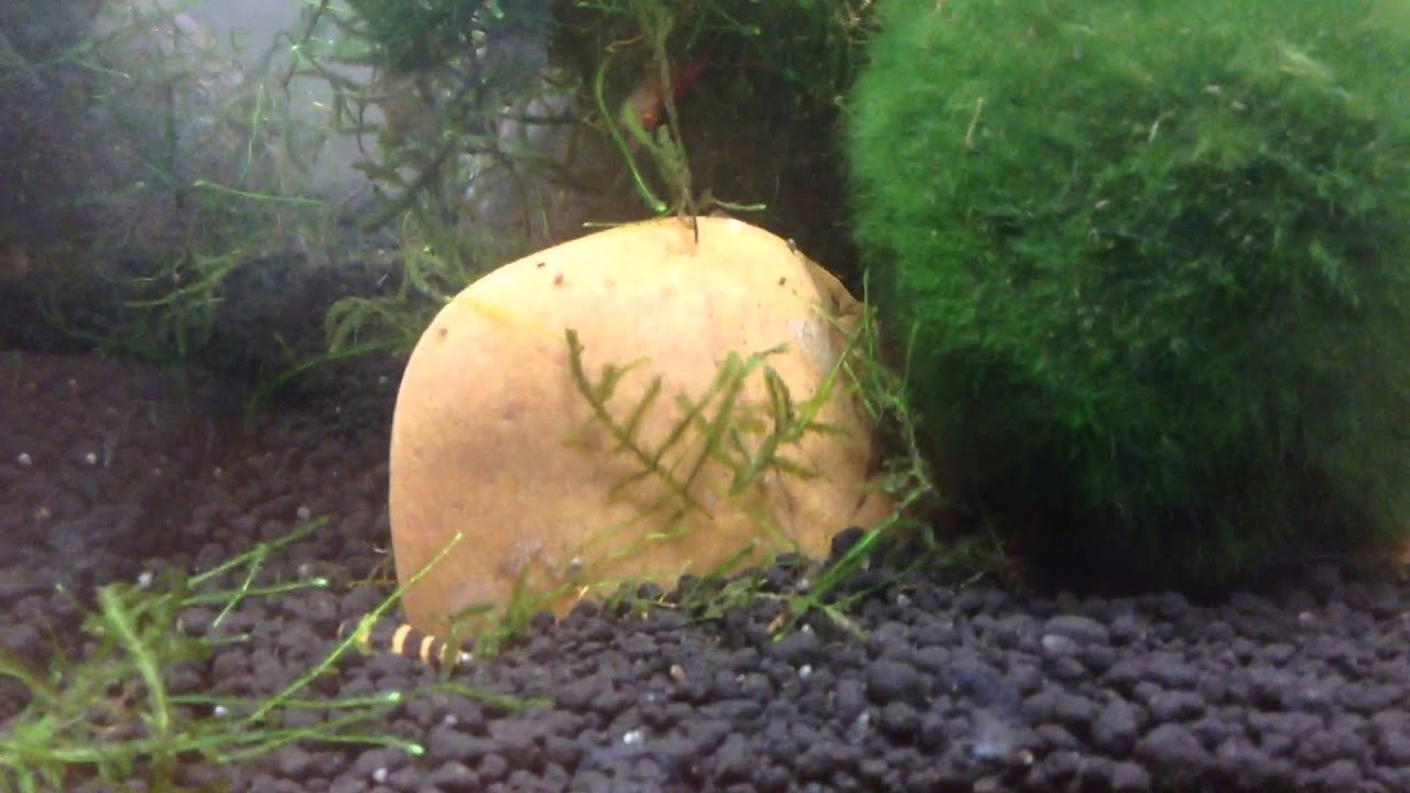 Cuidados Básicos De La Gamba Red Cherry (Neocaridina Heteropoda Var ...