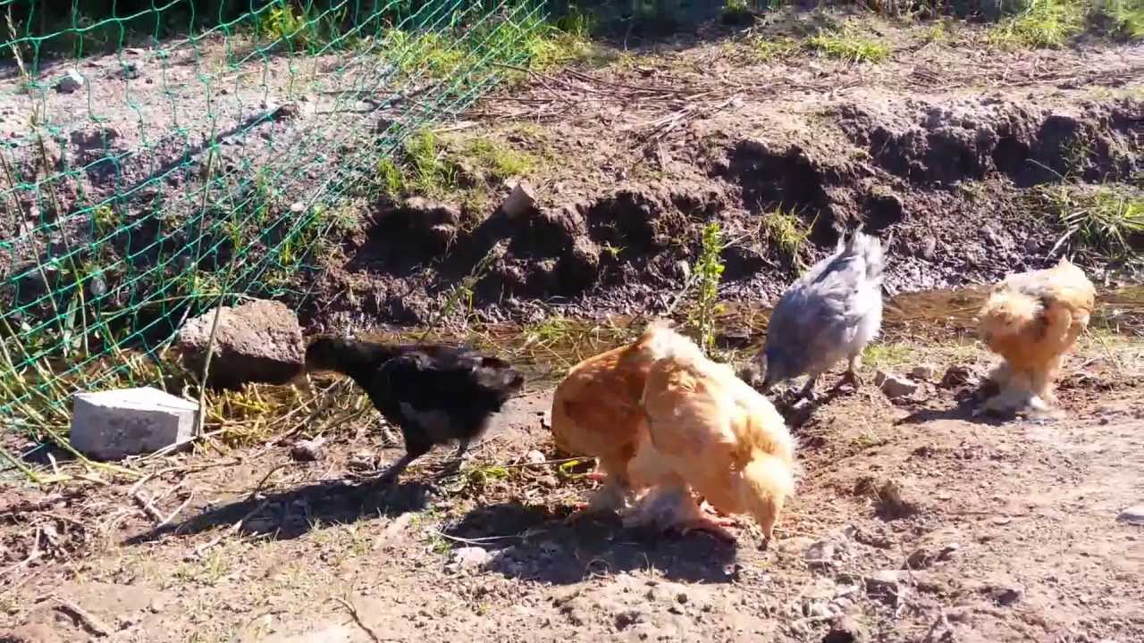 Glückliche Hühner beim Sand baden - YouTube