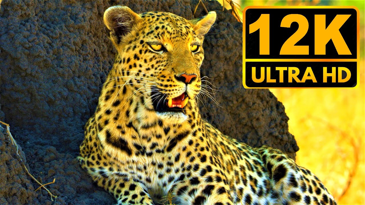 Stunning Detail 12K HDR 60fps (Dolby Vision) - YouTube