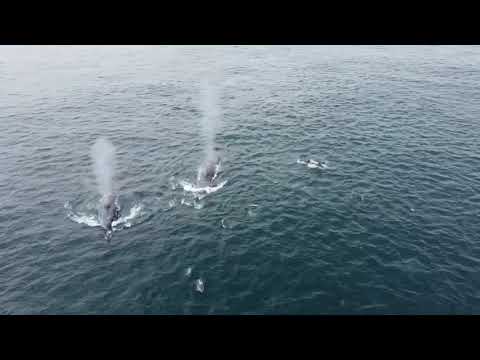 Another Whale Encounter?! This Guy Got Thrown Off His Boat – 850 WFTL