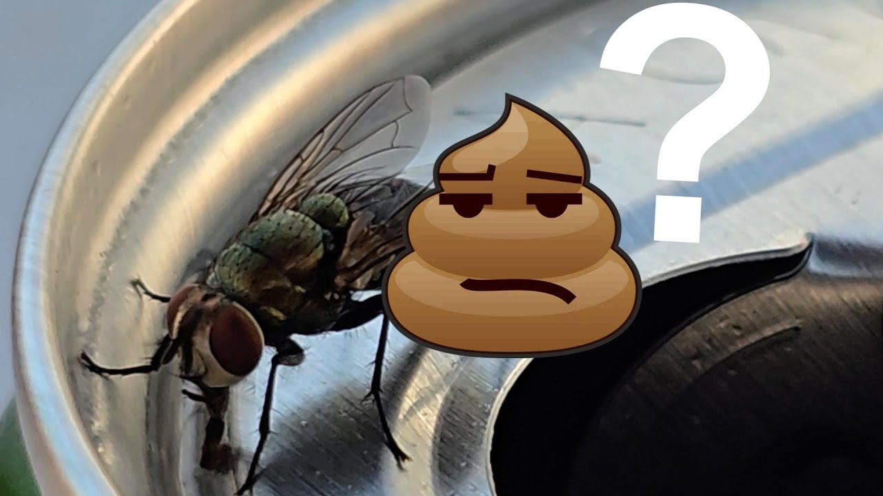 Has visto una mosca hacer popó? - YouTube