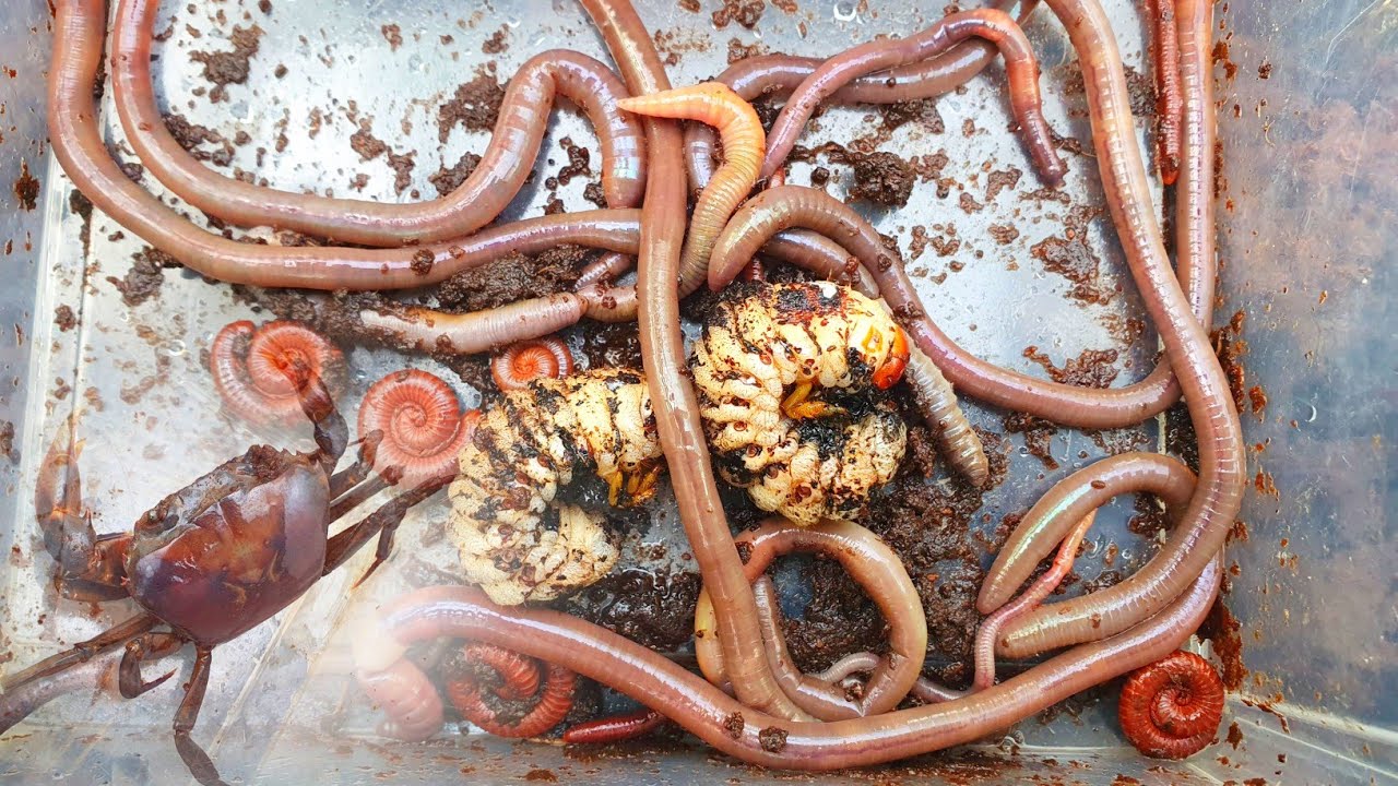 Amazing Hunting Worm And Coconut Grub And Crab Millipede Red Insects ...