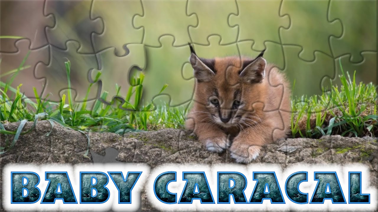 BABY CARACAL - bebe caracal - Baby Karakal - cute baby animals ...