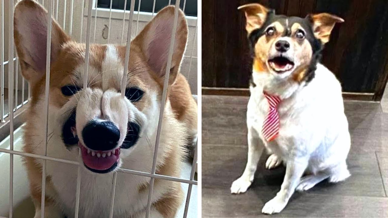 Funny Dogs Compilation! 🐶 Most Viral DOGS on the Internet! 🐶 - YouTube