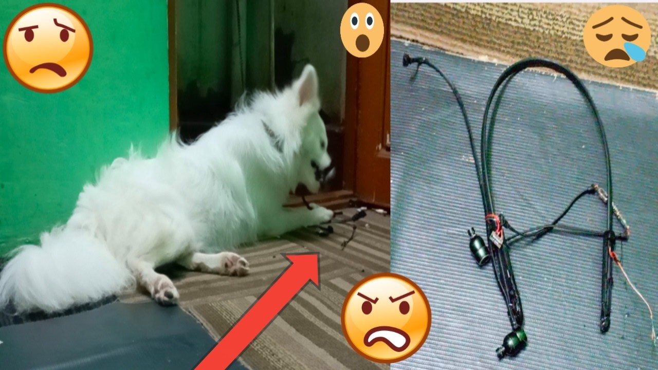 😱😭 Dog vlogs // Indian spitz dog vlog // Indian speed dog // indian spitz dog barking // 17 dogs ...