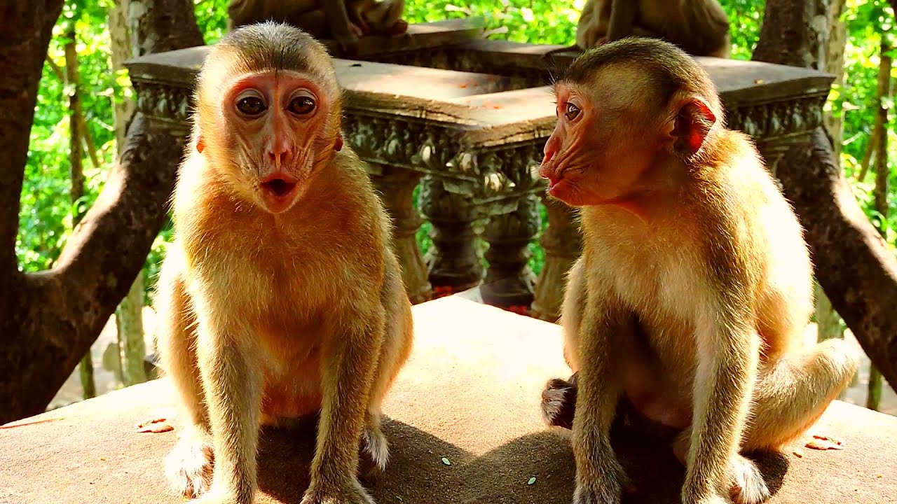 Jessy monkey, Funny when she want share feed for her - YouTube