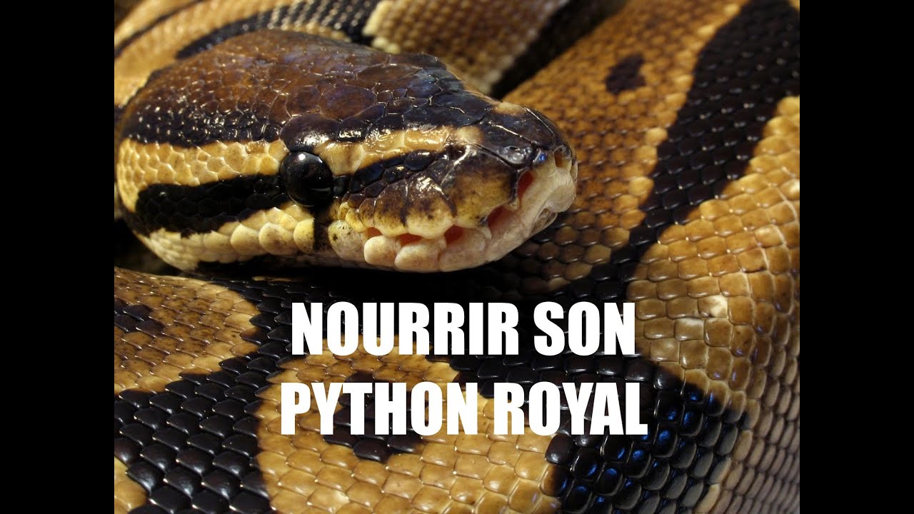 Nourrissage Python Royal / Python Regius - YouTube