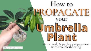 Umbrella Plant Propagation 101 | Water Propagation, Soil Propagation, Troubleshooting & More!