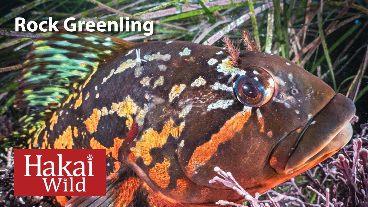 Hakai Wild: Rock Greenling - YouTube