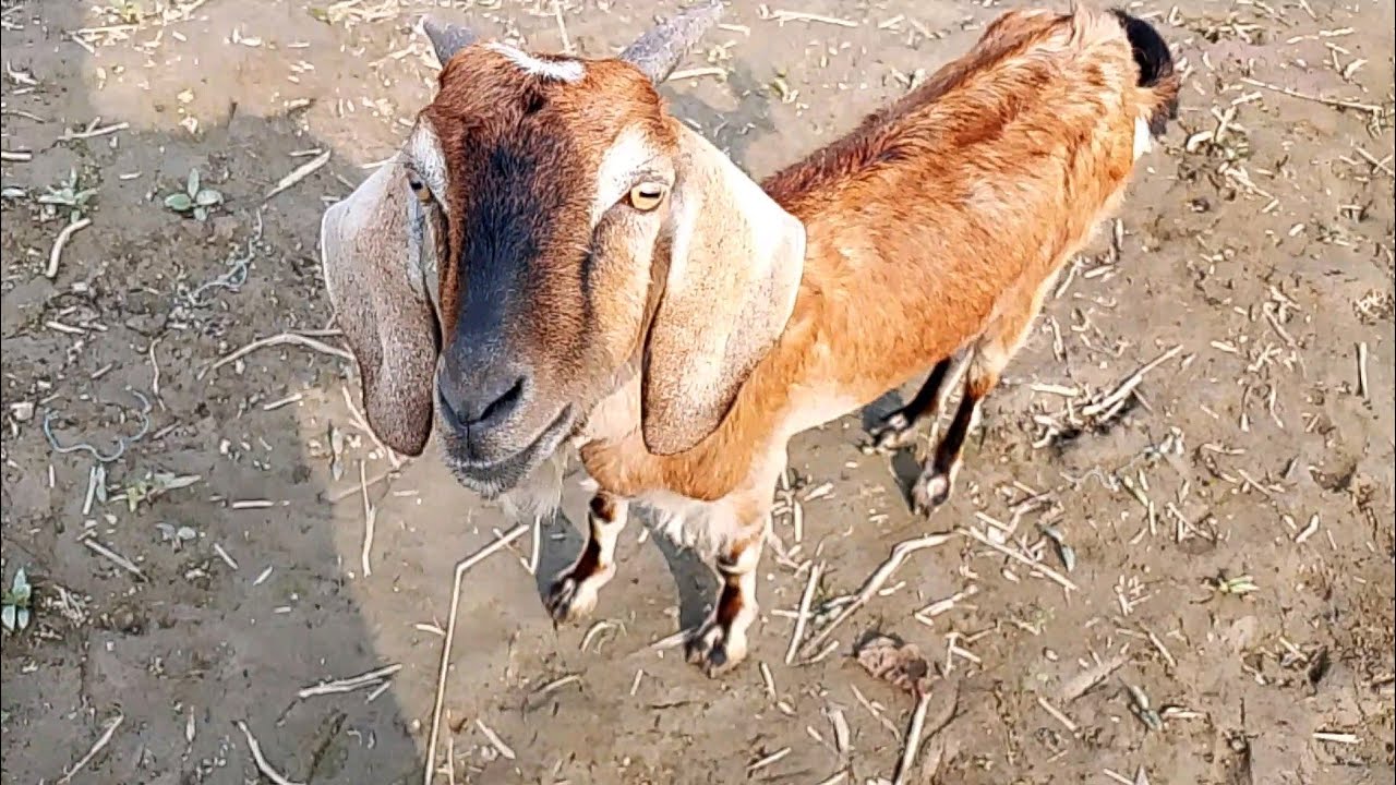 Joyful Goats in Action - YouTube