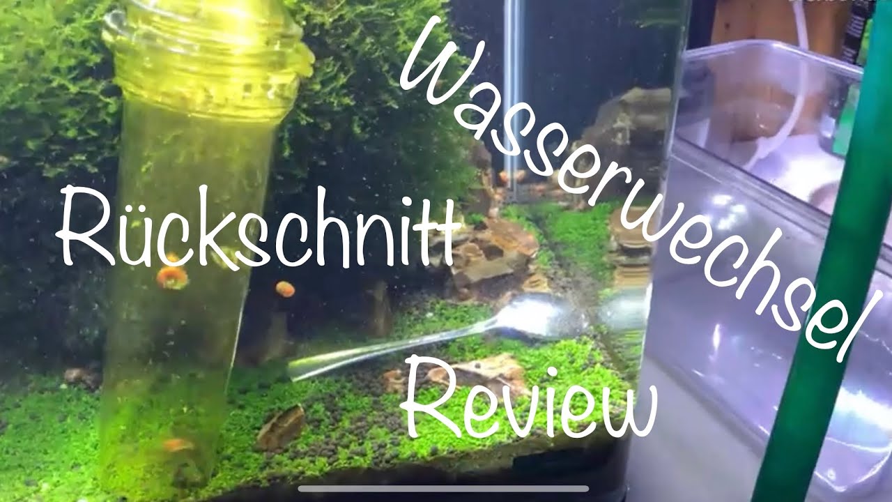 Rückschnitt und Wasserwechsel | 30L Cube | AquaClear 20 Review - YouTube