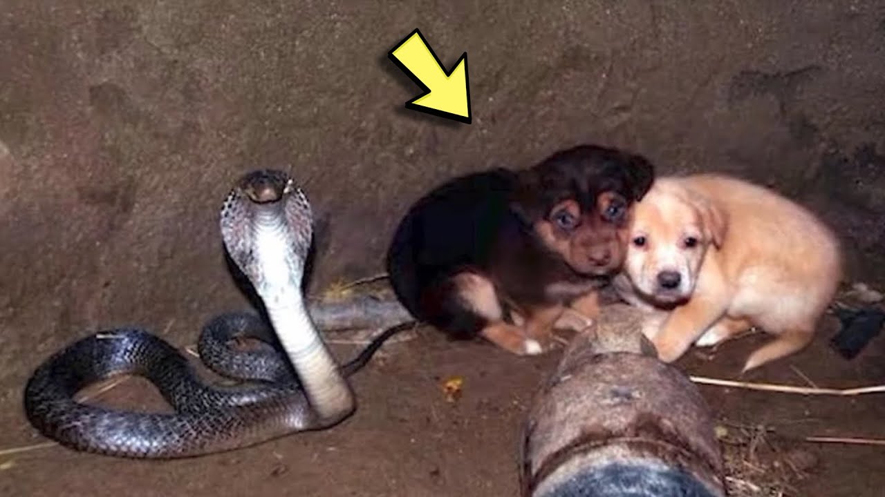 Puppies Stuck in Cobra pit 48 hours Later Rescuers Were Shocked By What ...