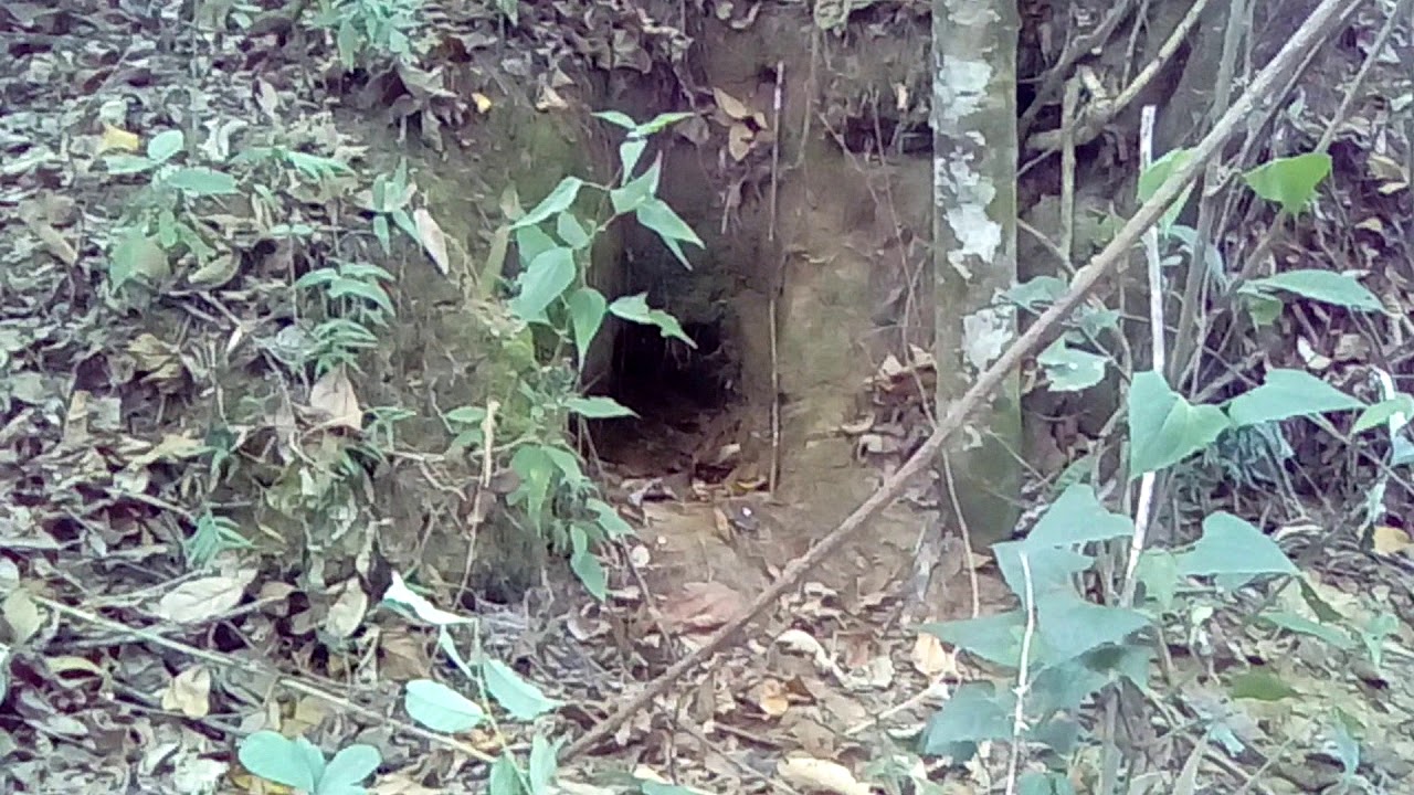 paca saindo do buraco - YouTube