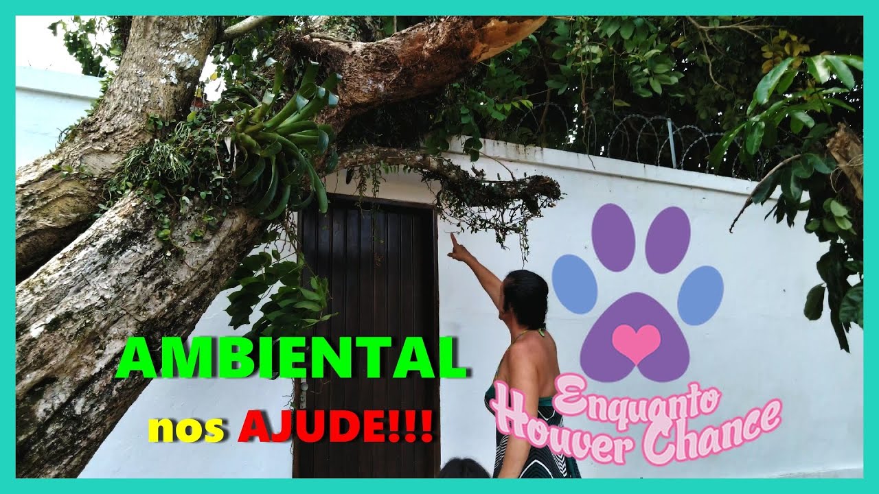 2.575- CANAL ANIMAL PEDE AJUDA À AMBIENTAL - YouTube