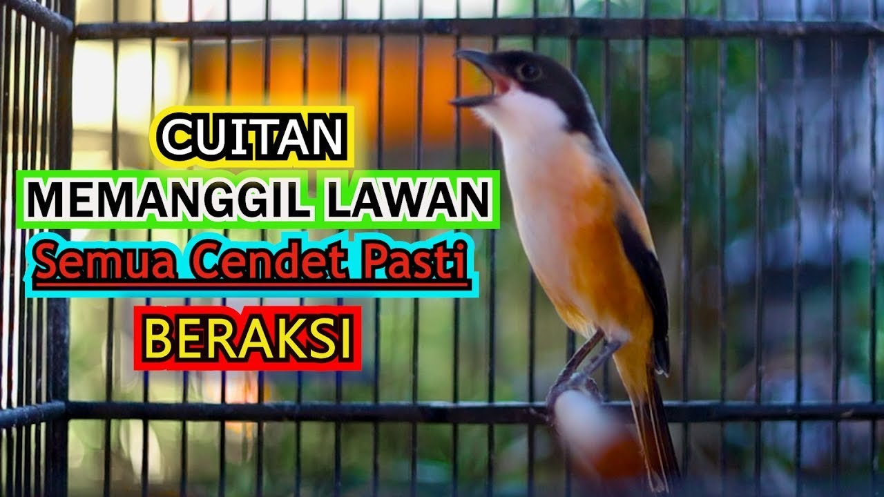 CUITAN CENDET INI MEMANGGIL LAWAN, PANCINGAN CENDET EMOSI ISIAN MEWAH ...