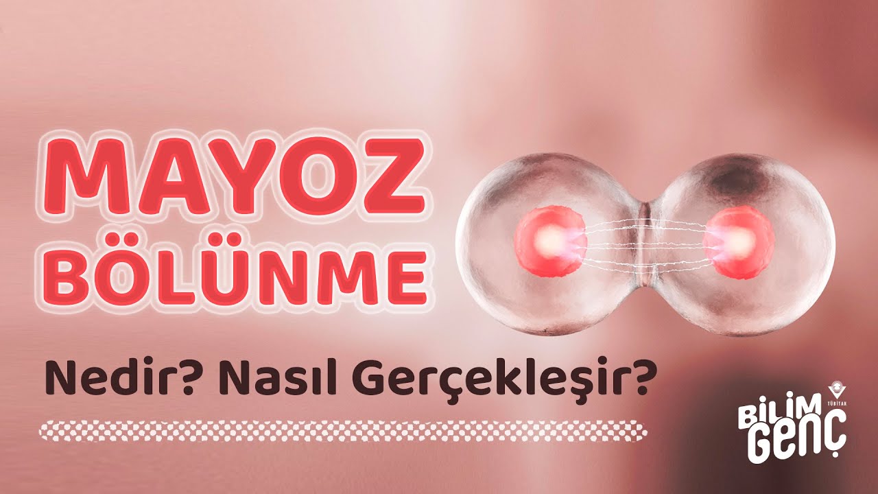 Mayoz Bölünme Nedir? Nasıl Gerçekleşir? - YouTube