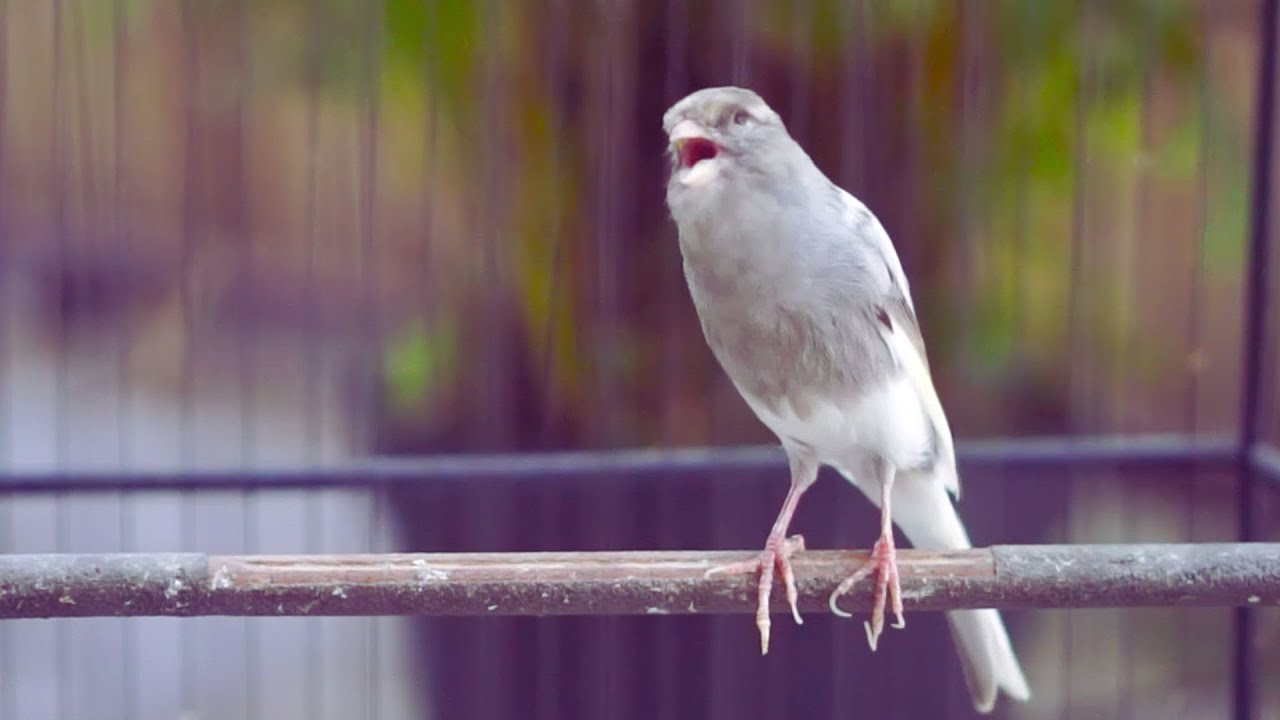 YANG INI SUARA BURUNG KENARI GACOR PANJANG,CUIT CUIT, BUAT pancingan ...