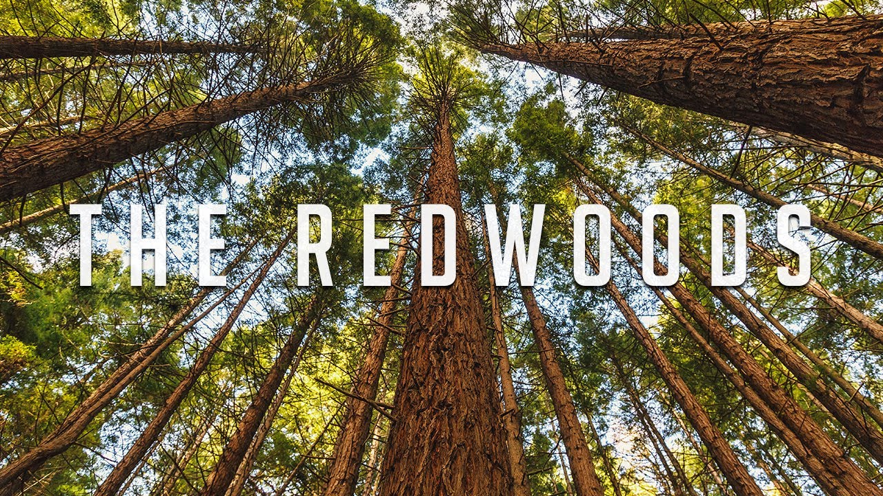 The Redwoods - Whakarewarewa Forest /// Rotorua, New Zealand - YouTube