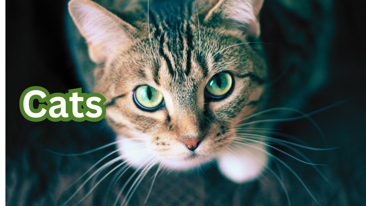 Cats | Cute Cups Of Home | Cute Cats | Pets | Infinity Cube - YouTube