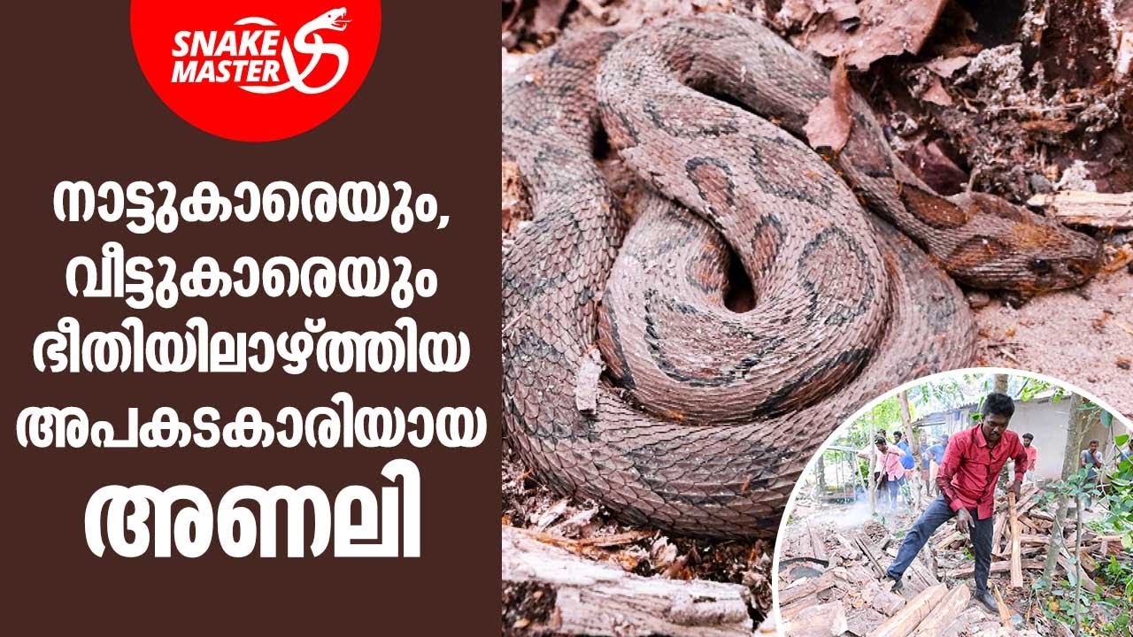 നാട്ടുകാരെ ഭീതിയിലാഴ്ത്തിയ അണലിയെ പിടികൂടാൻ മണിക്കൂറുകൾ നീണ്ട തിരച്ചി ...