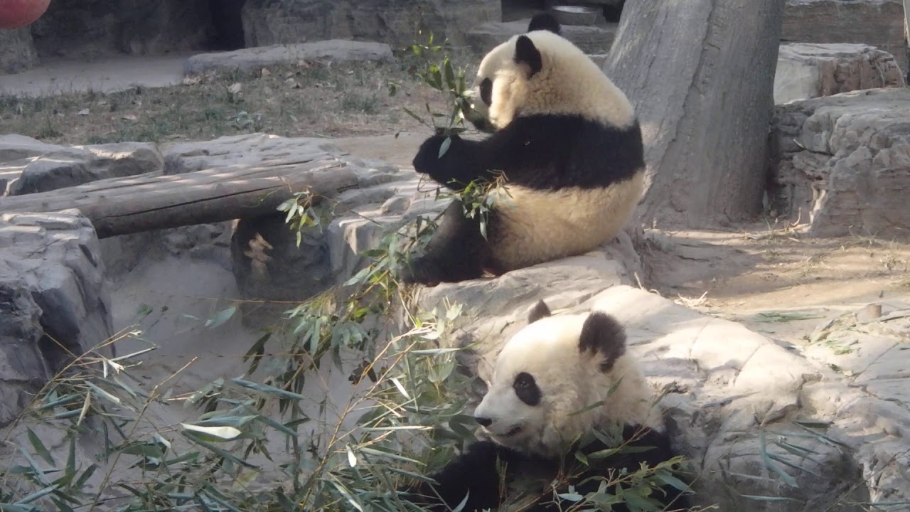 Meng Bao & Meng Yu @Beijing Zoo Dec. 12, 2019 もぐもぐ萌四萌五 - YouTube