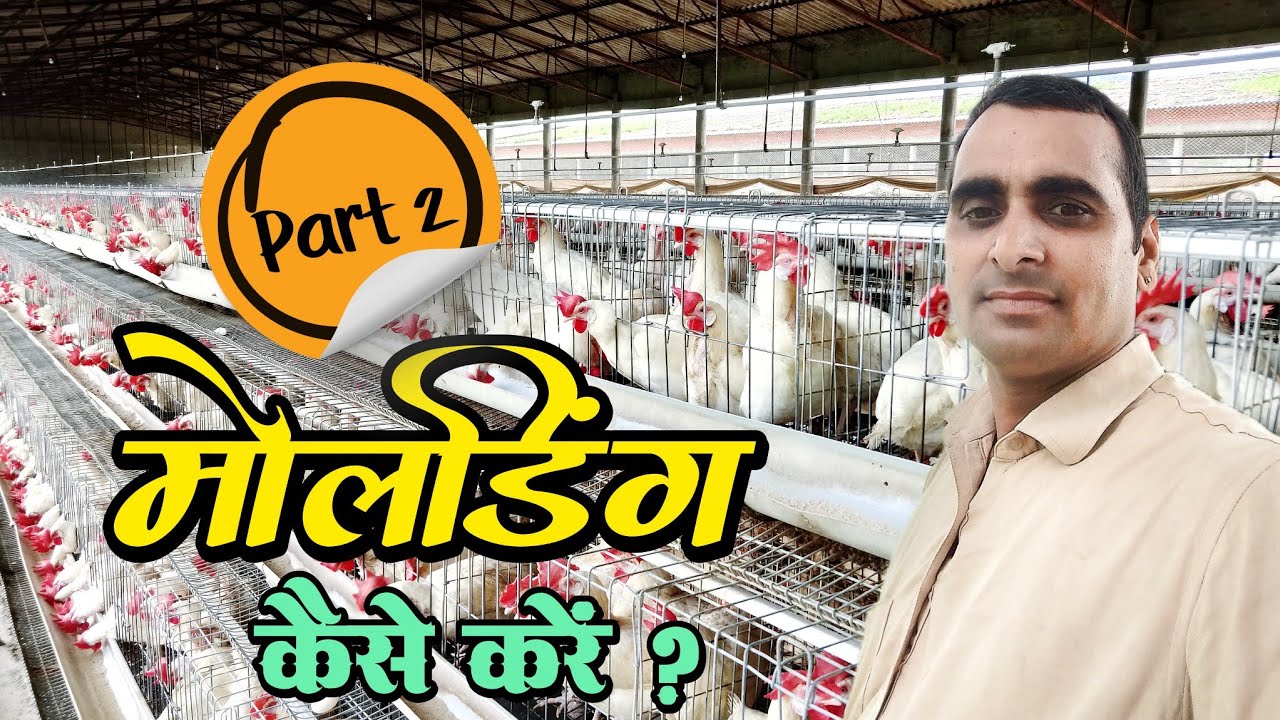 Moulting Process In Layer Farm | मुर्गीफार्म फार्म में Moulding ...