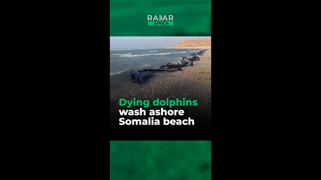 Dying dolphins wash ashore Somalia beach - YouTube