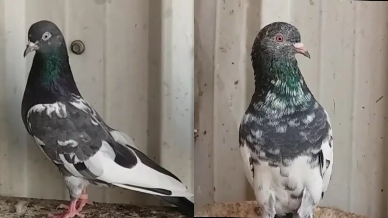High flying tippler pigeons lofts - YouTube