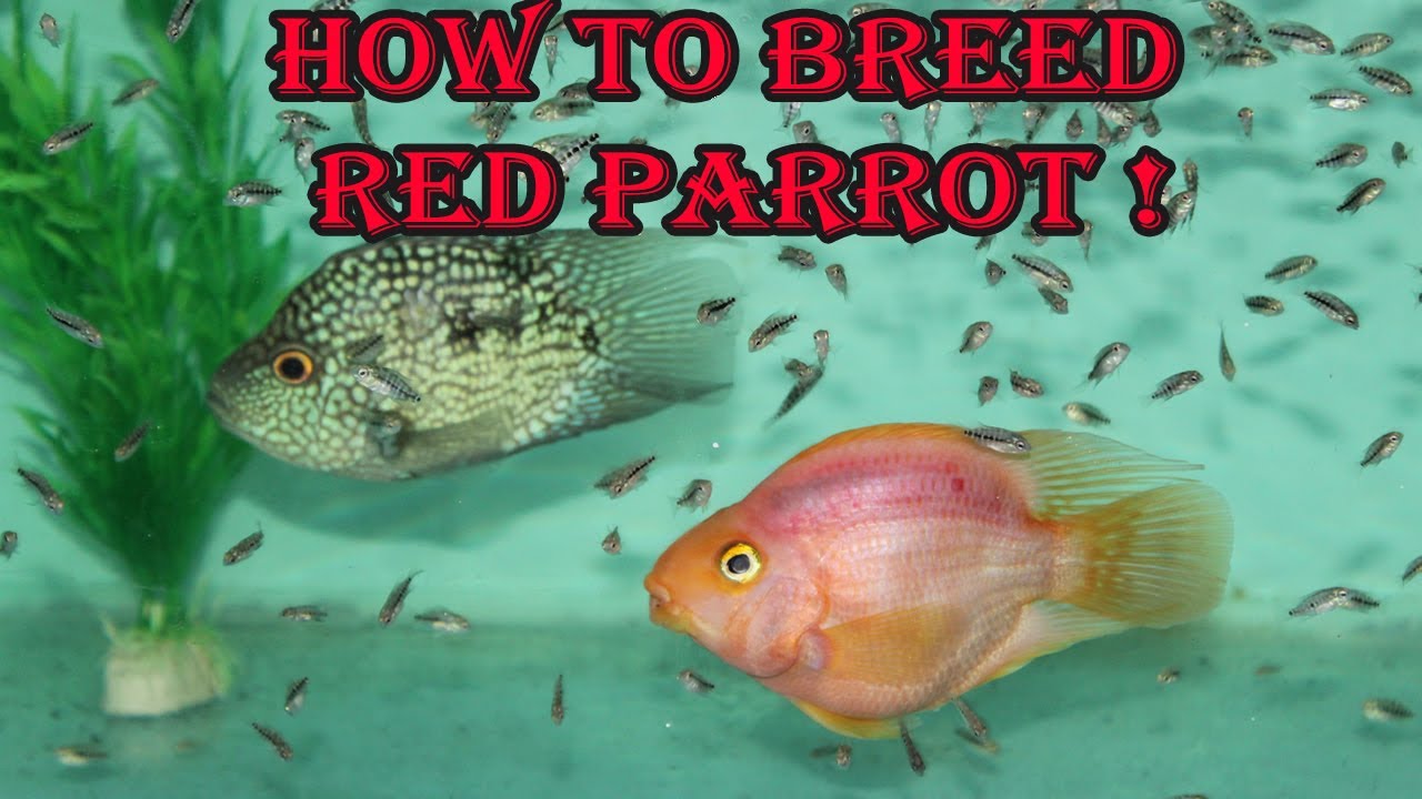 How to Breed Red Parrot! Updated 1 week/4 weeks & 8 Weeks old Fry - YouTube