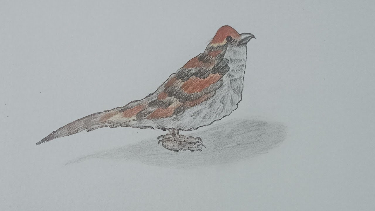 3D Bird Drawing with colour pencils / Bird Drawing !! - YouTube