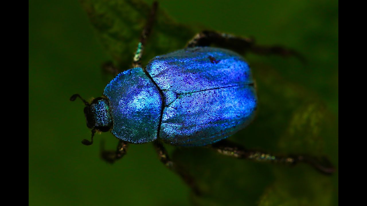 Unveiling The Enigmatic Journey: The Astonishing Blue Scarab By Jenny ...