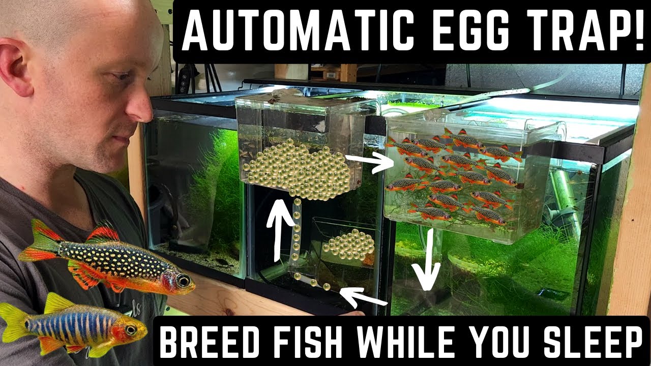 HOW TO BREED HUNDREDS OF NANO FISH AUTOMATICALLY! (EASY TUTORIAL) - YouTube