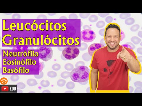 Leucócitos Granulócitos - Neutrófilo / Eosinófilo / Basófilo - Sangue - Tecido Sanguíneo