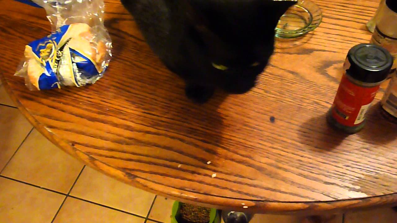 Cat quacks like a duck. - YouTube