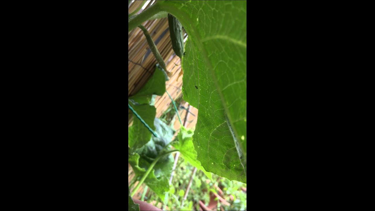 Vine weevil on cucumber - YouTube