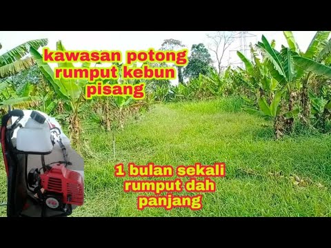 Vlog aktivitas kerja kawasan rumput kebun pisang - YouTube