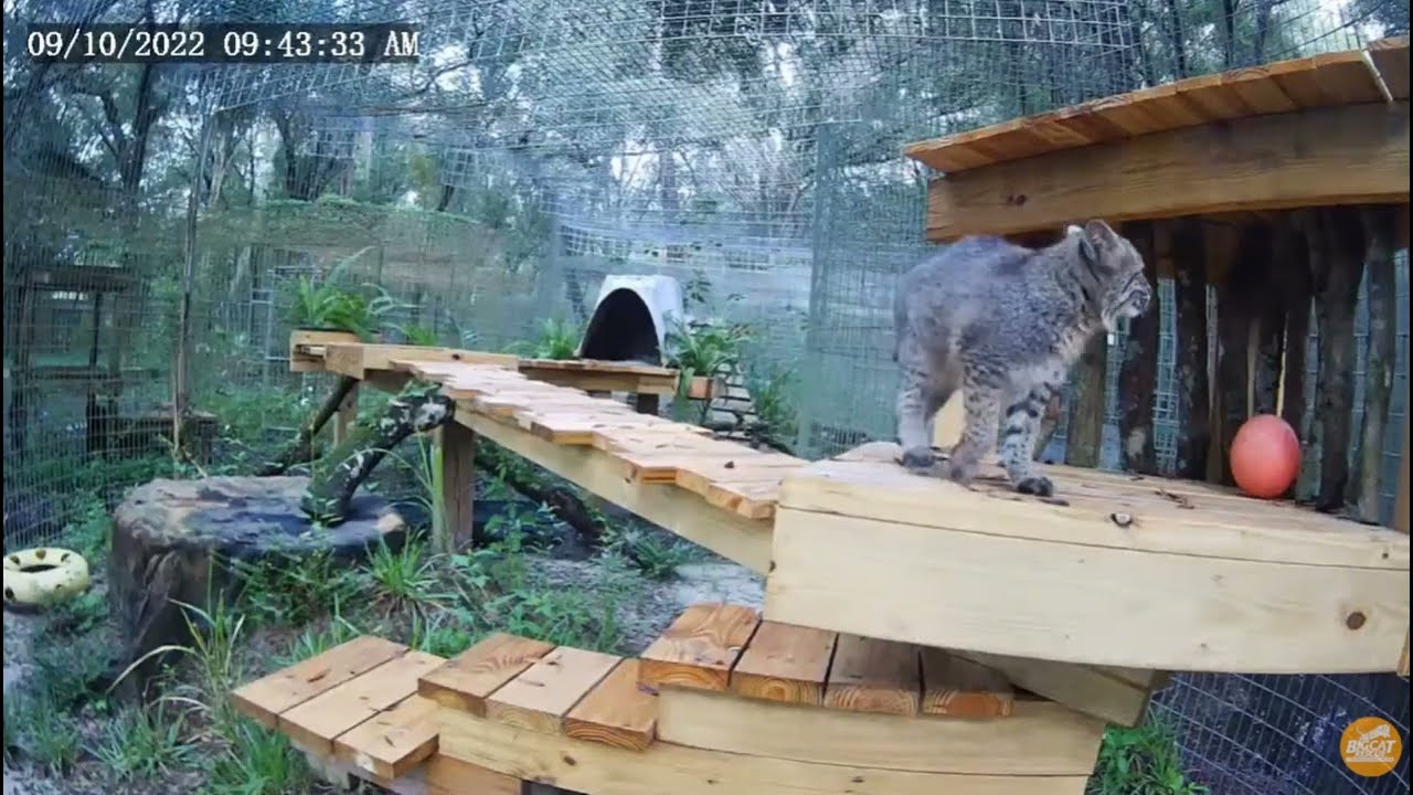 Itty bitty bobkit can jump. Summer bobcat at Big Cat Rescue. - YouTube