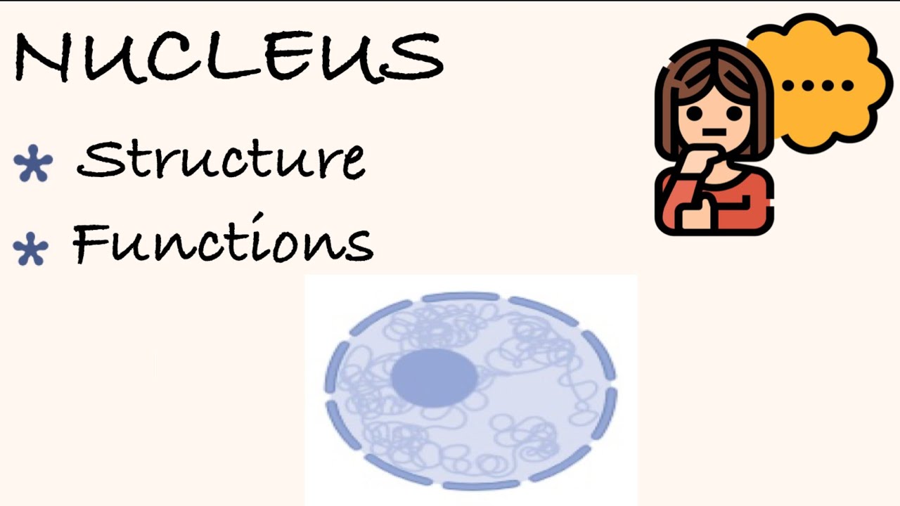 Nucleus | Structure and Functions | Cell: The Basic Unit of Life ...