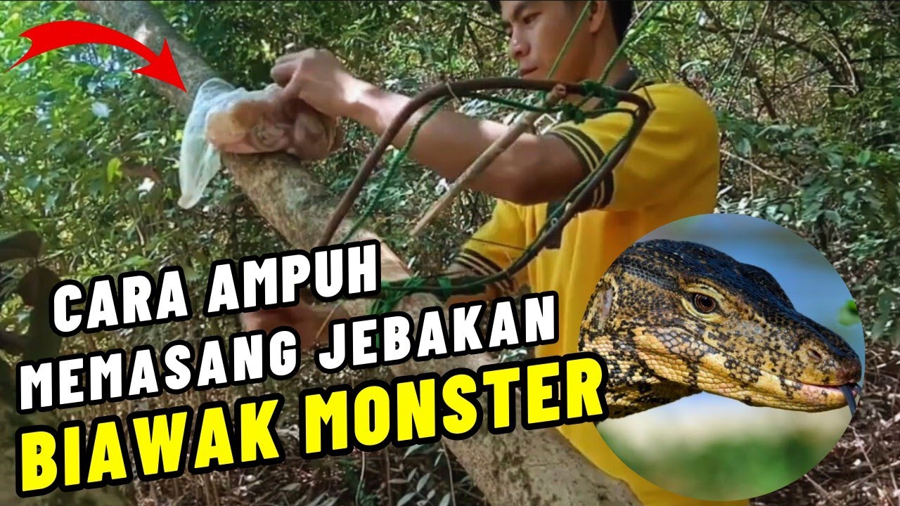 pasang jebakan hama biawak monster di rawa tengah hutan menggunakan ...