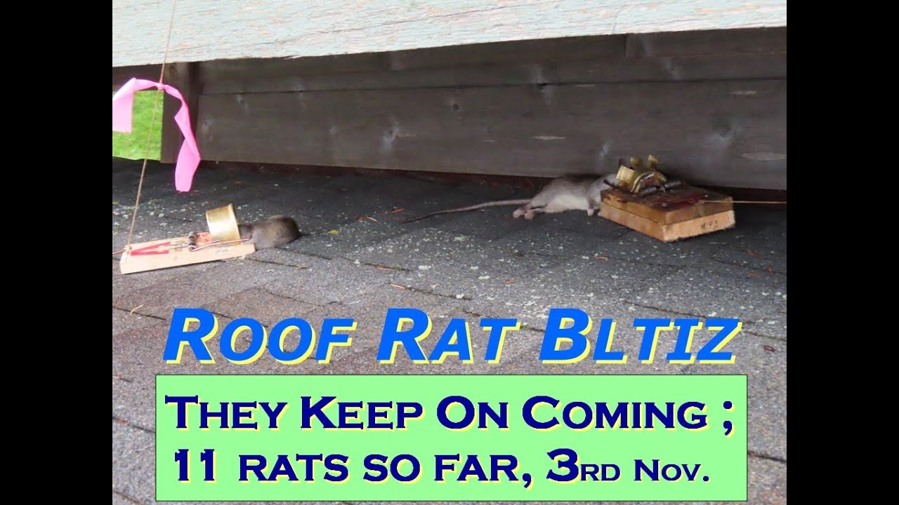 Rat Trapper. The Roof Rat Blitz Continues, Two More Caught Yesterday ...