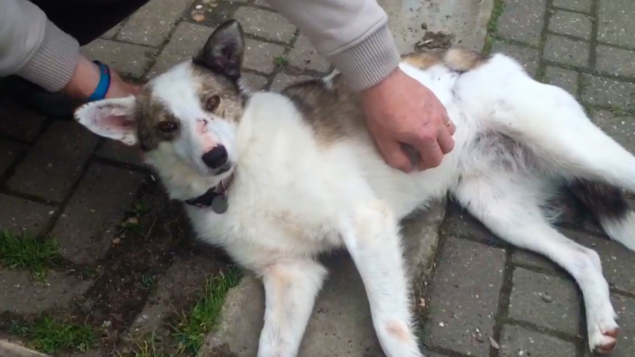 Lina - The Rescue Dog / June 2016 - YouTube