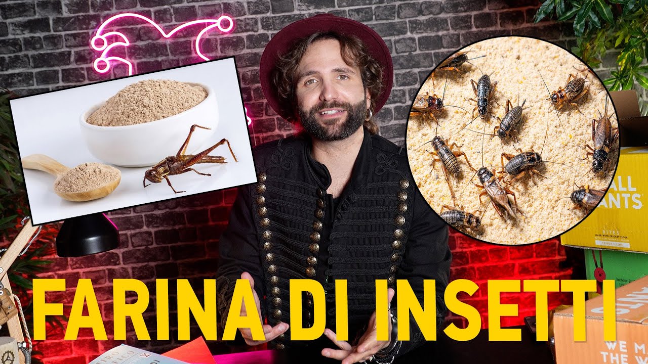 La farina d'insetto - EXTRASHOW - YouTube