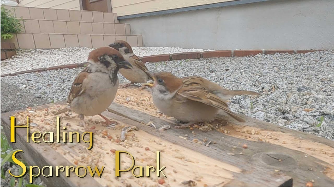 sparrowpark20230615 Part 6 The problem that sparrows that come to the ...