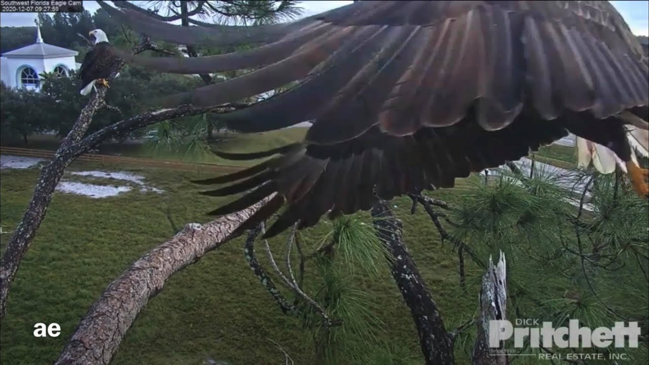 Monday 12/07/2020~SWFL Eagles.. M catches huge rabbit from the pasture ...