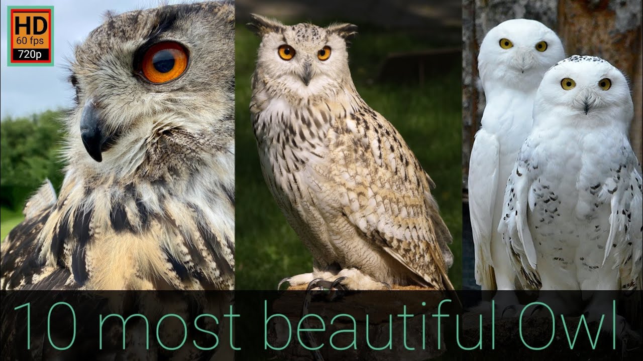 Owl - 10 most beautiful owl's in the world| HD video |Owl |owl's |bird ...