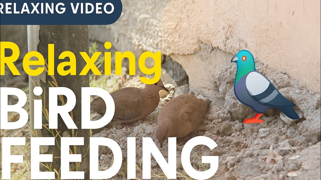 Two Birds Eating Food 🐦 | Relaxing Bird Feeding |1:19 Minutes of Pure ...