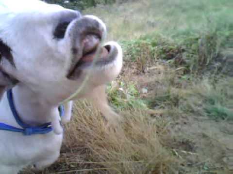 Billy Goat's lips - YouTube