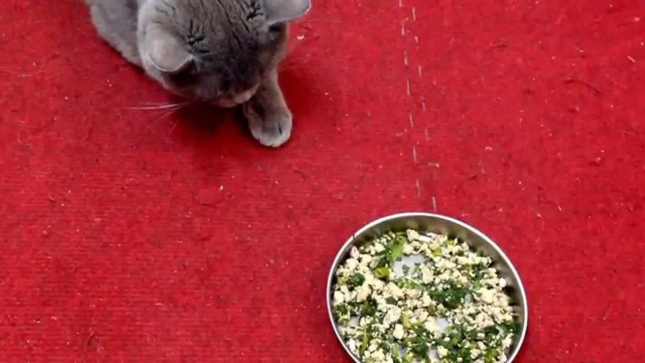 Jazzy Cats (Fb page) - My Kichi-Kichi cat can take this bowl by hand ...