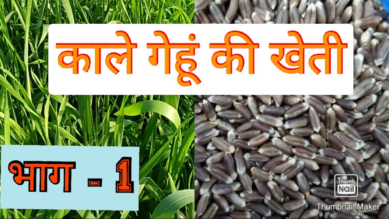 kale gehu ki kheti। kale gehu ki fasal m.p ! kale gehu ki paidavar और ...